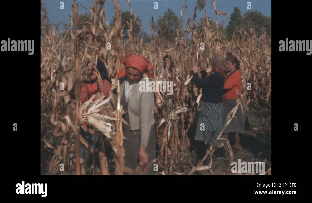 Corn field wall in Stock Videos & Footage - HD and 4K Video Clips - Alamy