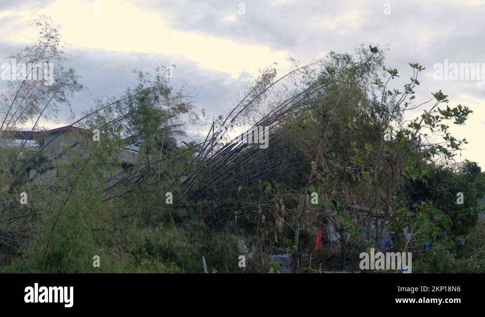 Bamboo Trees Destroyed By Super Typhoon Rai That Hit Province Of Cebu ...