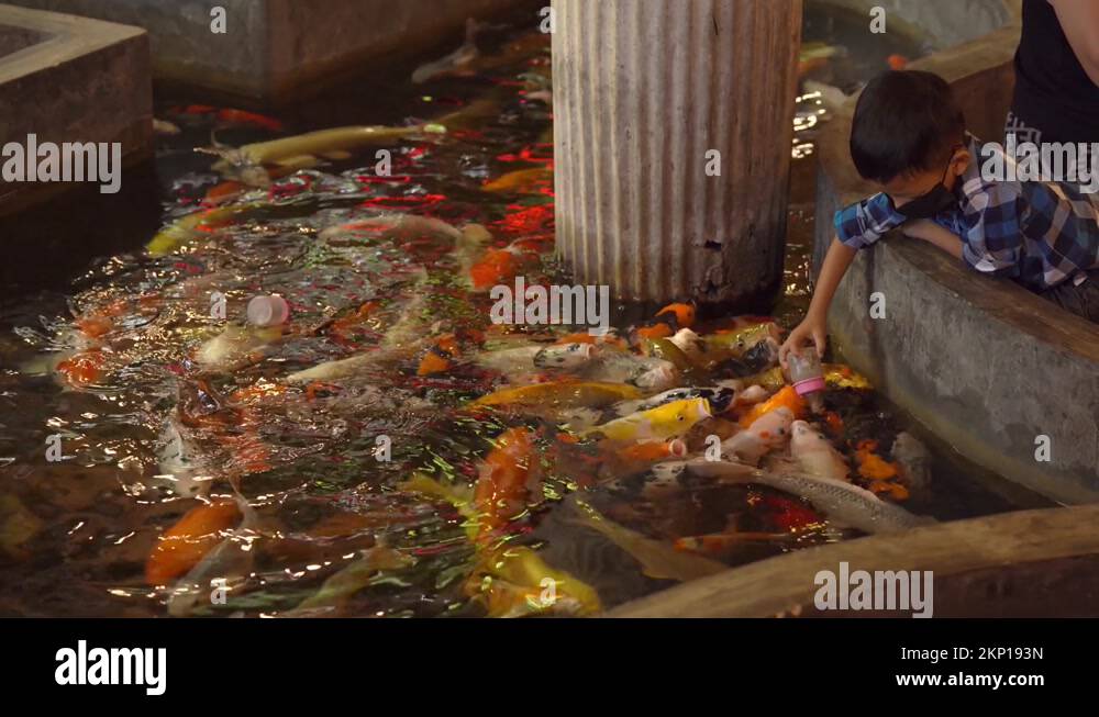 A Kid Wearing a Face Mask is Feeding Koi Fish with a Fishing Bottle in ...