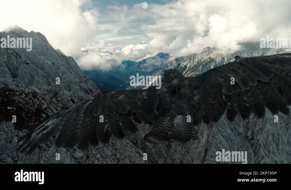 Range falcon Stock Videos & Footage - HD and 4K Video Clips - Alamy