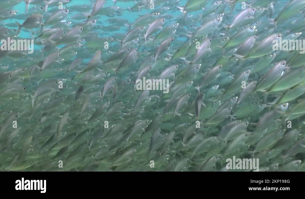 School fish caribbean Stock Videos & Footage - HD and 4K Video Clips ...