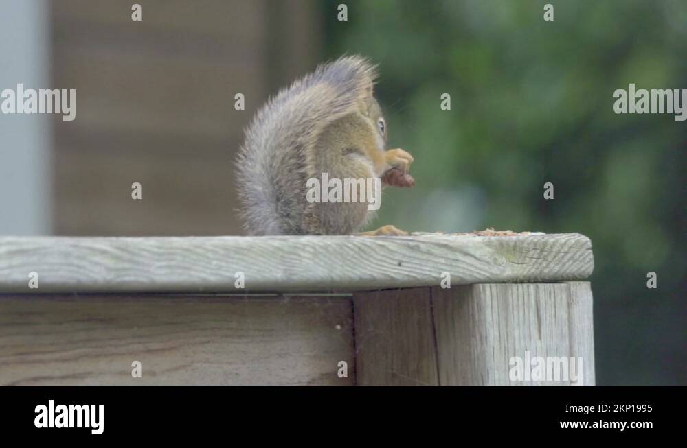 Wild behaviours Stock Videos & Footage - HD and 4K Video Clips - Alamy