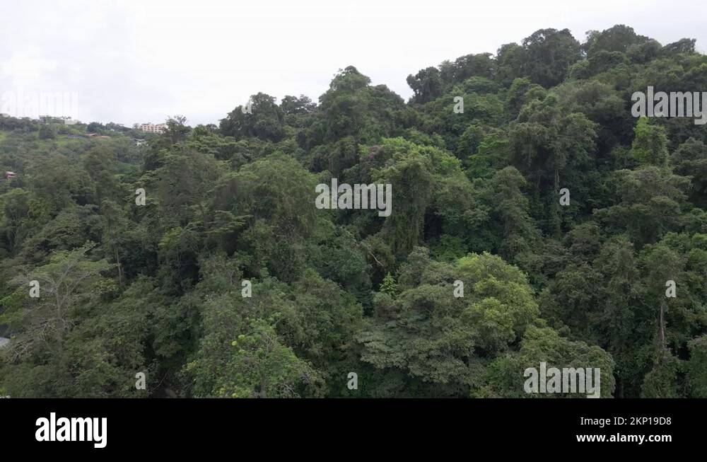 Lush jungle tree canopy on the shore of Paya La Vaca, a tropical ...