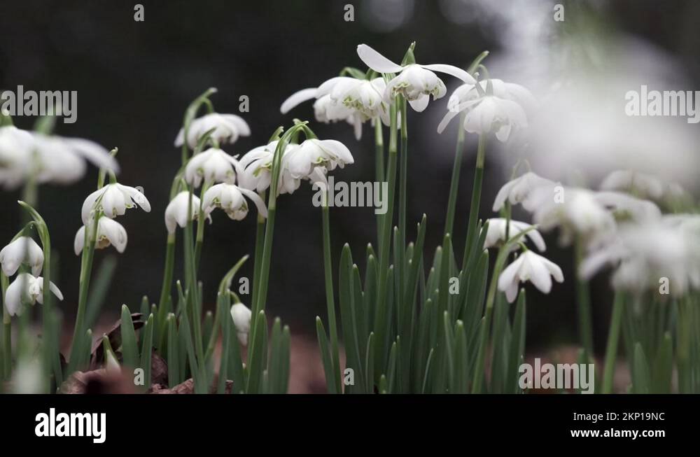Snowdrop woodland Stock Videos & Footage - HD and 4K Video Clips - Alamy