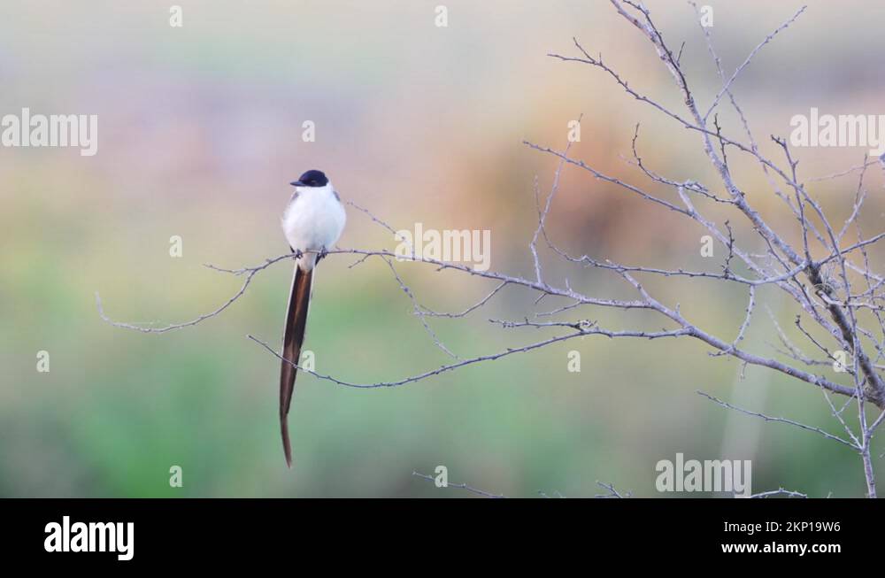 Elegant fork-tailed flycatcher, tyrannus savana with beautiful long ...