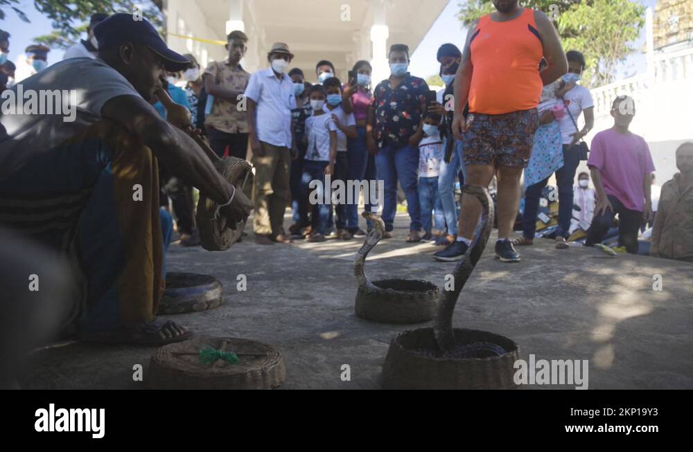 Catching snake Stock Videos & Footage - HD and 4K Video Clips - Alamy