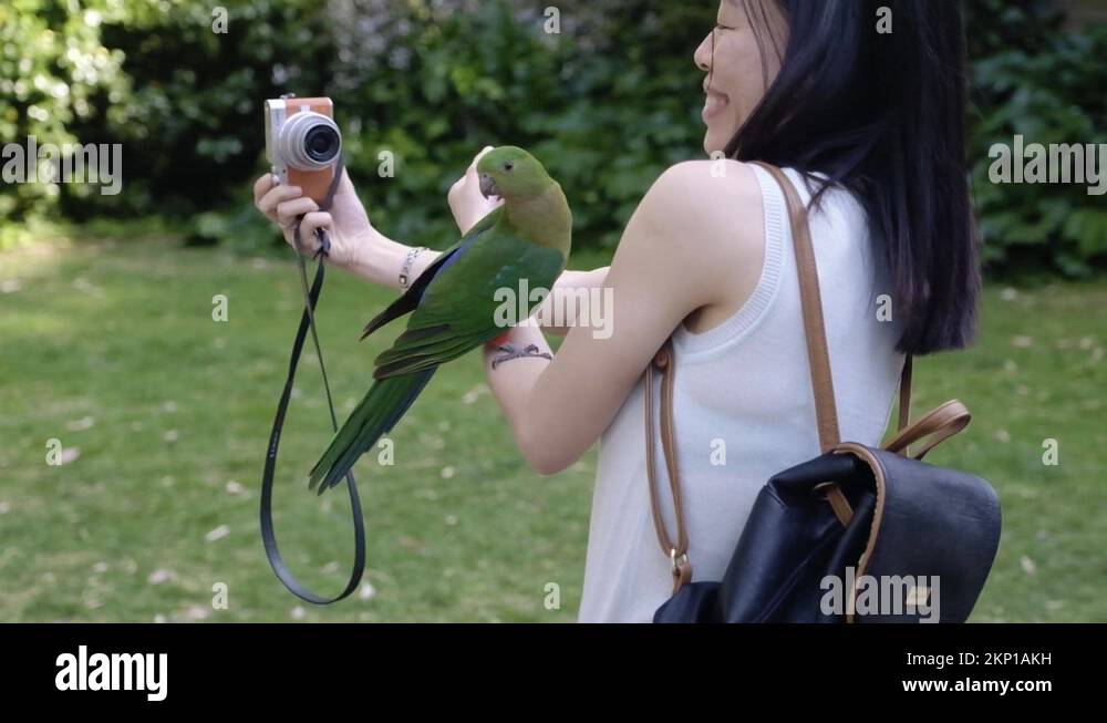 King parrot parrot flying australia Stock Videos & Footage - HD and 4K ...