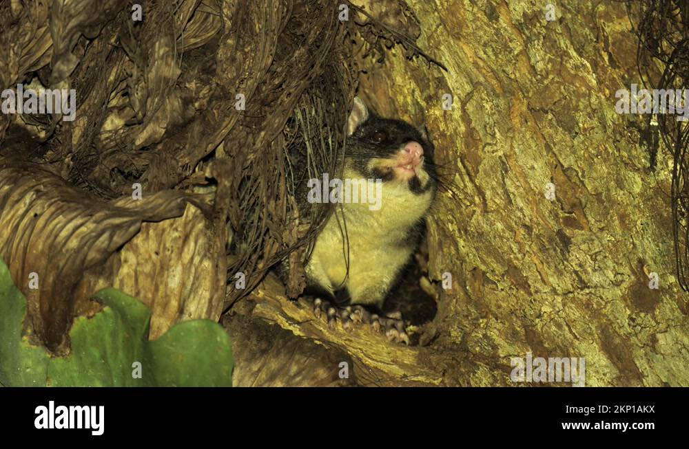 Ring-tailed Possum at night, showing the white patch of skin under ...
