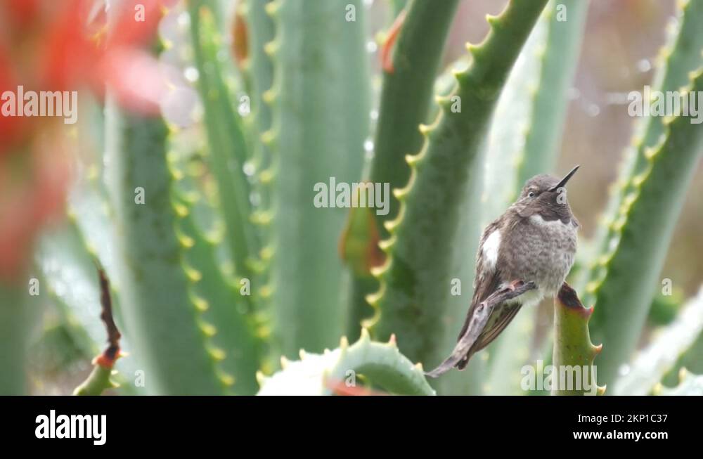 Fauna and flora california Stock Videos & Footage - HD and 4K Video ...