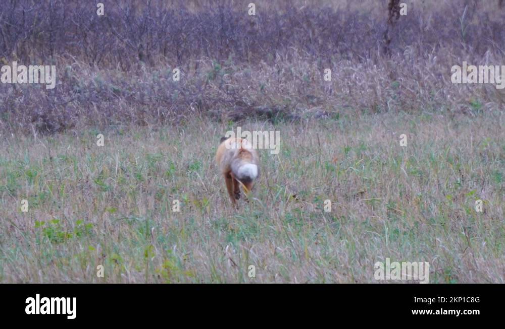 Fox rear view Stock Videos & Footage - HD and 4K Video Clips - Alamy