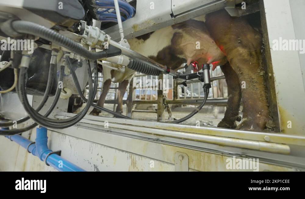 Mechanical milking machine successfully attaches milking claw to udder ...