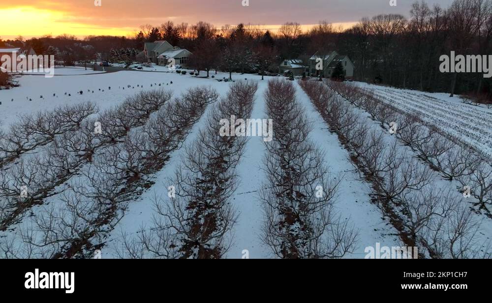 The fruit of the winter Stock Videos & Footage - HD and 4K Video Clips ...