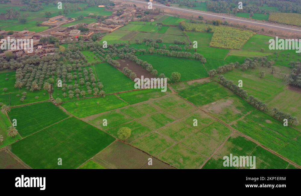 Tropical rice fields with line of coconut trees in Sindh region during ...