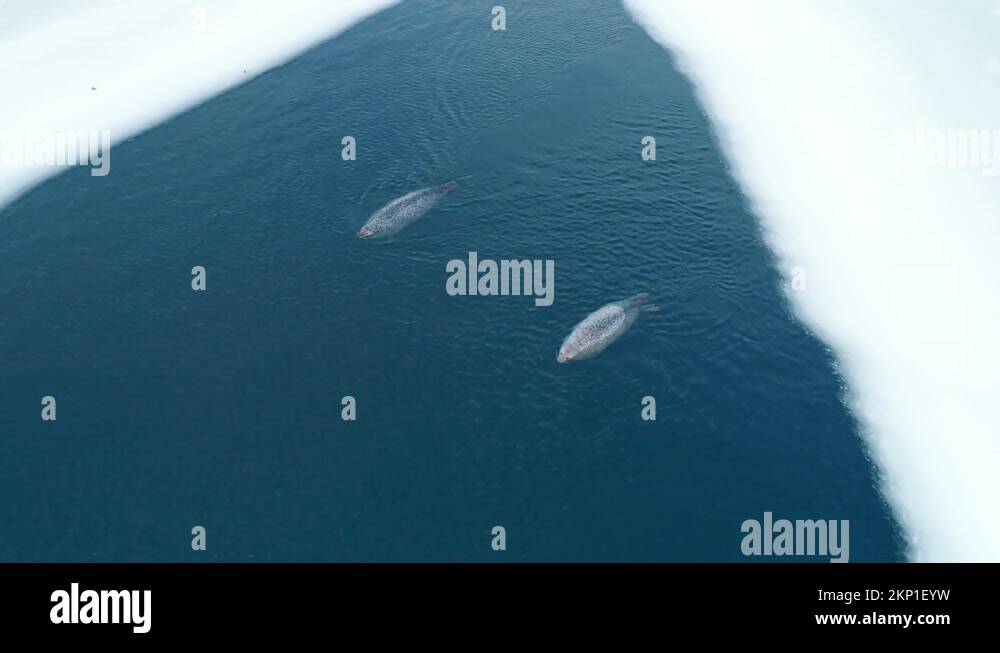 Fat seals Stock Videos & Footage - HD and 4K Video Clips - Alamy