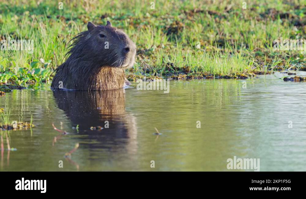 Capybara swim Stock Videos & Footage - HD and 4K Video Clips - Alamy