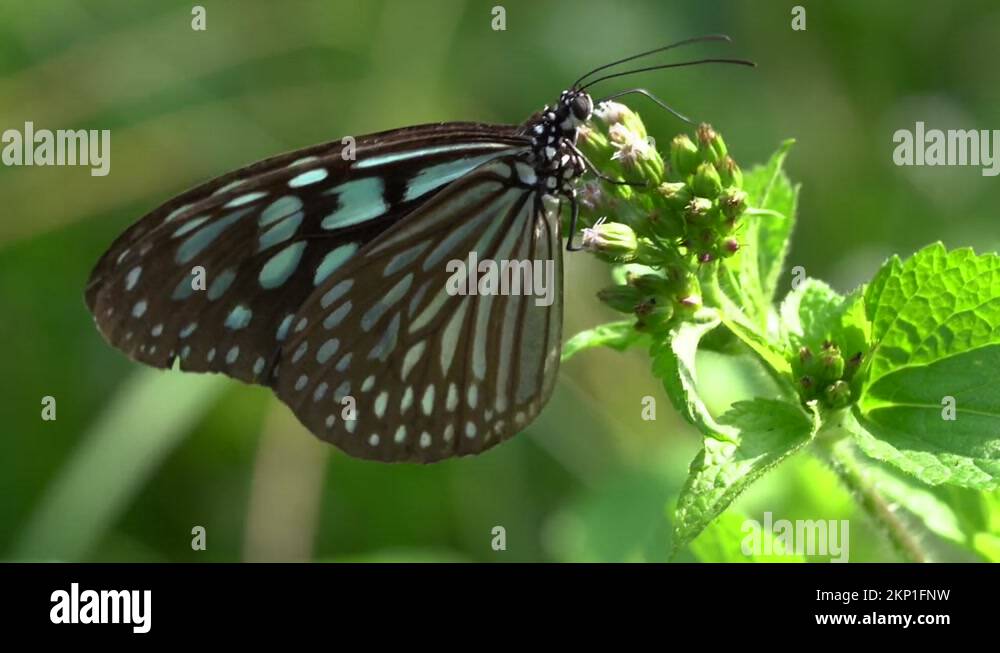 Ventral wing Stock Videos & Footage - HD and 4K Video Clips - Alamy