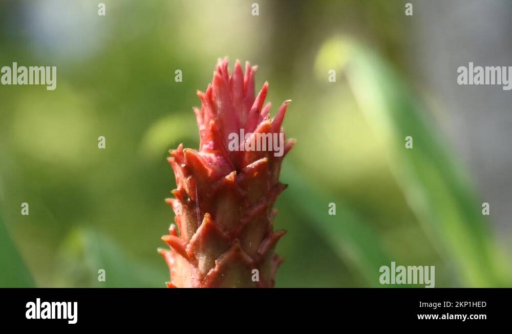 Traditional medicinal plant Stock Videos & Footage - HD and 4K Video ...
