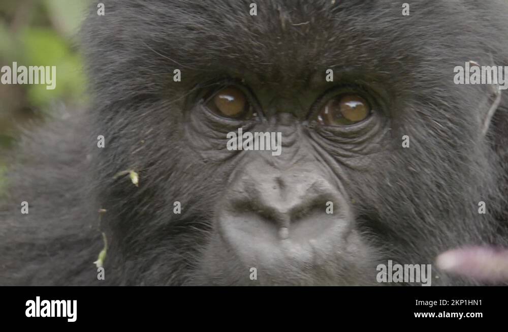 Staring gorilla Stock Videos & Footage - HD and 4K Video Clips - Alamy
