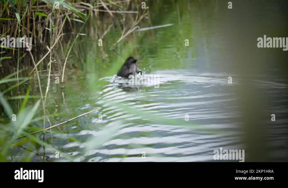 Duck water splash Stock Videos & Footage - HD and 4K Video Clips - Alamy