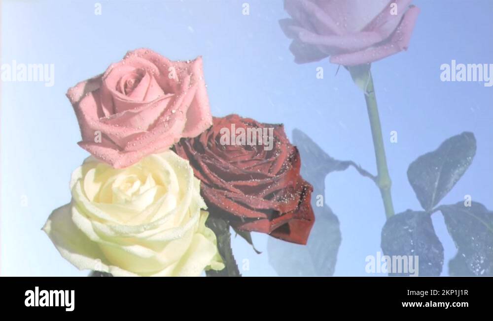 White rose blue flag Stock Videos & Footage - HD and 4K Video Clips - Alamy