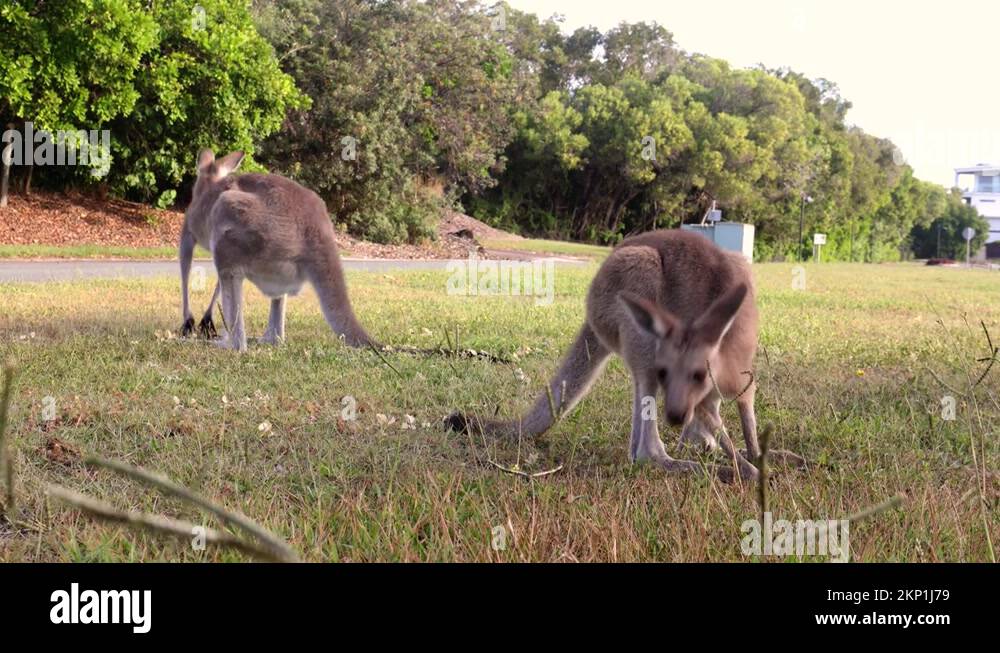 Queensland marsupials Stock Videos & Footage - HD and 4K Video Clips ...