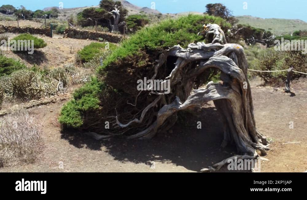 Sabina tree Stock Videos & Footage - HD and 4K Video Clips - Alamy