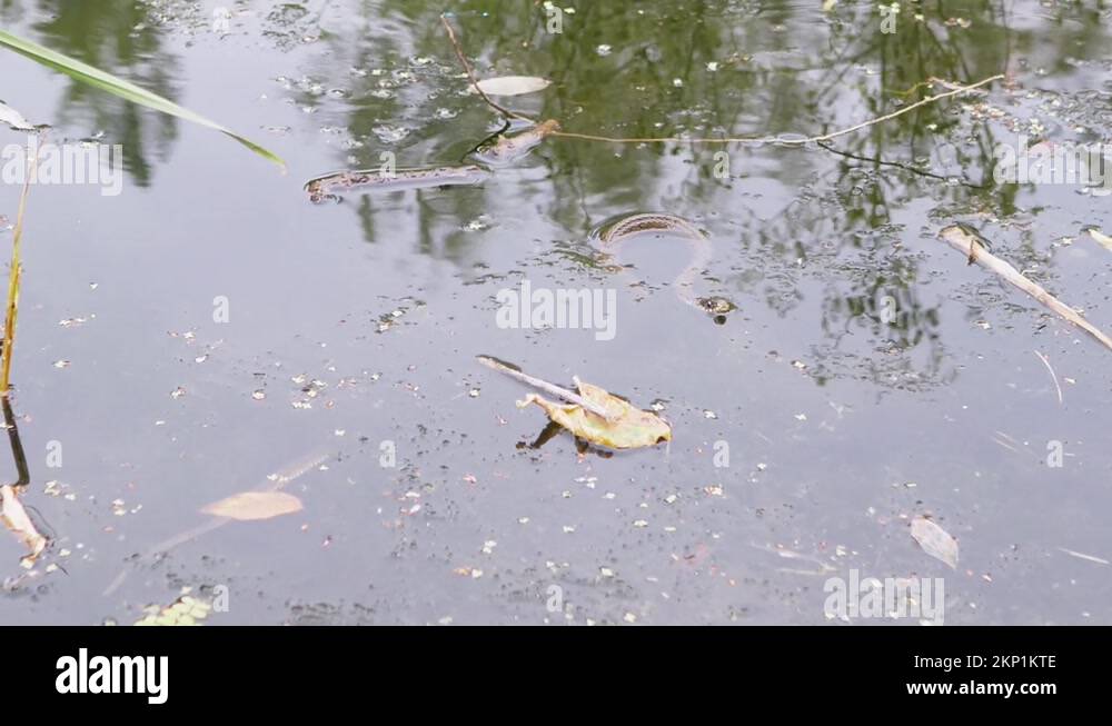 Swamp viper Stock Videos & Footage - HD and 4K Video Clips - Alamy