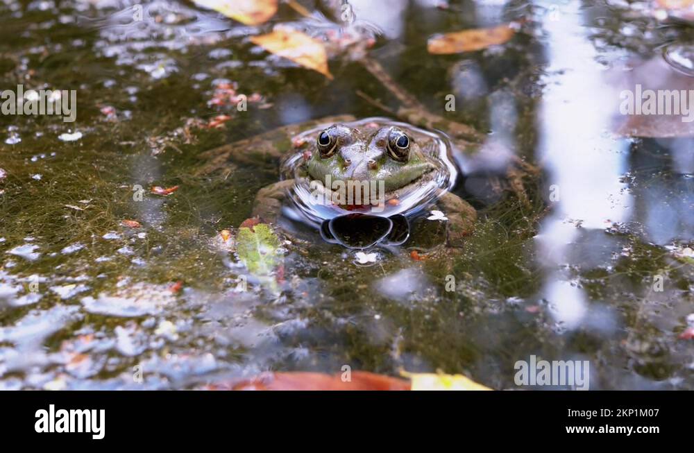 Toad in mud Stock Videos & Footage - HD and 4K Video Clips - Alamy