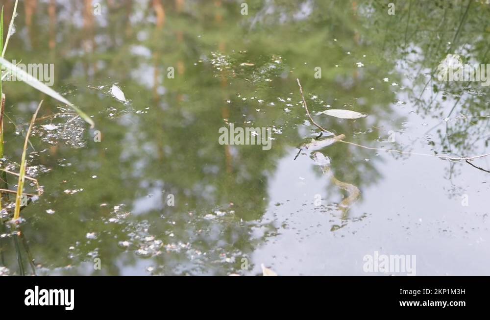 Water viper Stock Videos & Footage - HD and 4K Video Clips - Alamy