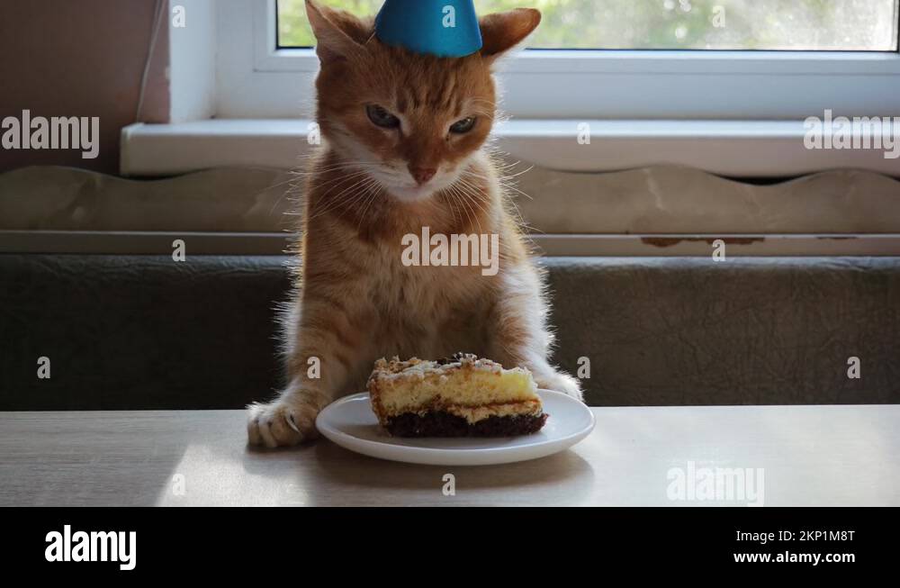 Cat looking cake Stock Videos & Footage - HD and 4K Video Clips - Alamy