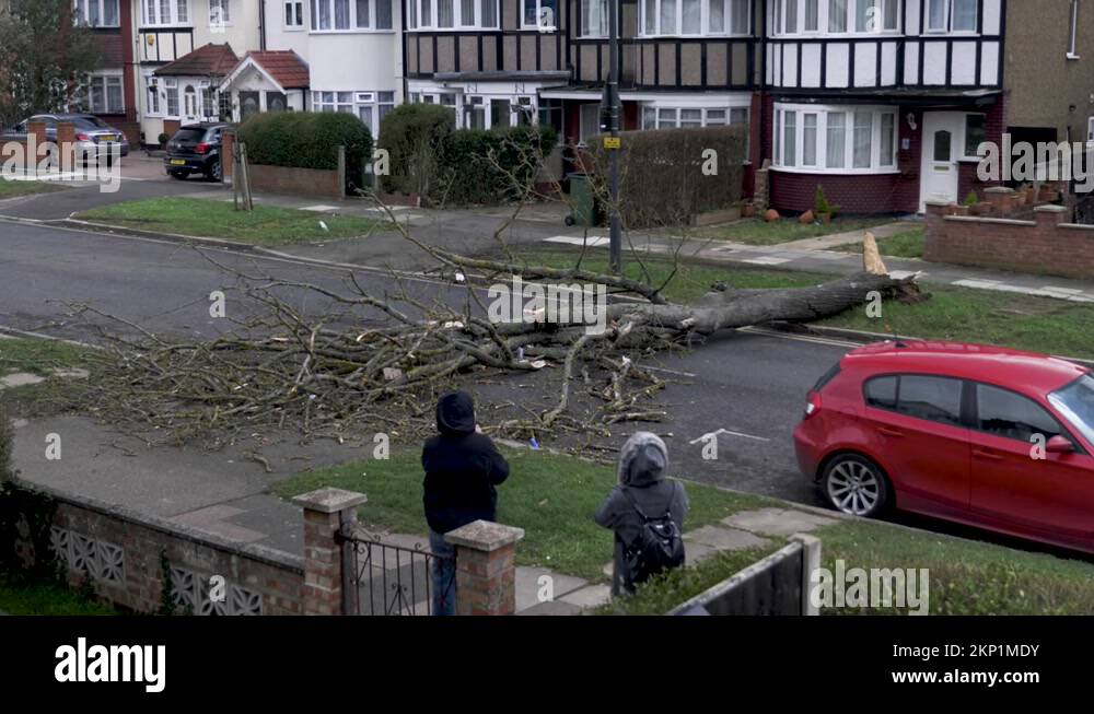 People Walking Past Fallen Tree In Middles Of Road With Cars Mounting ...