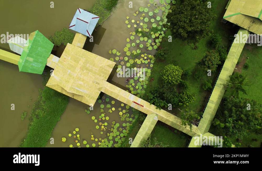 National flower of colombia Stock Videos & Footage - HD and 4K Video ...