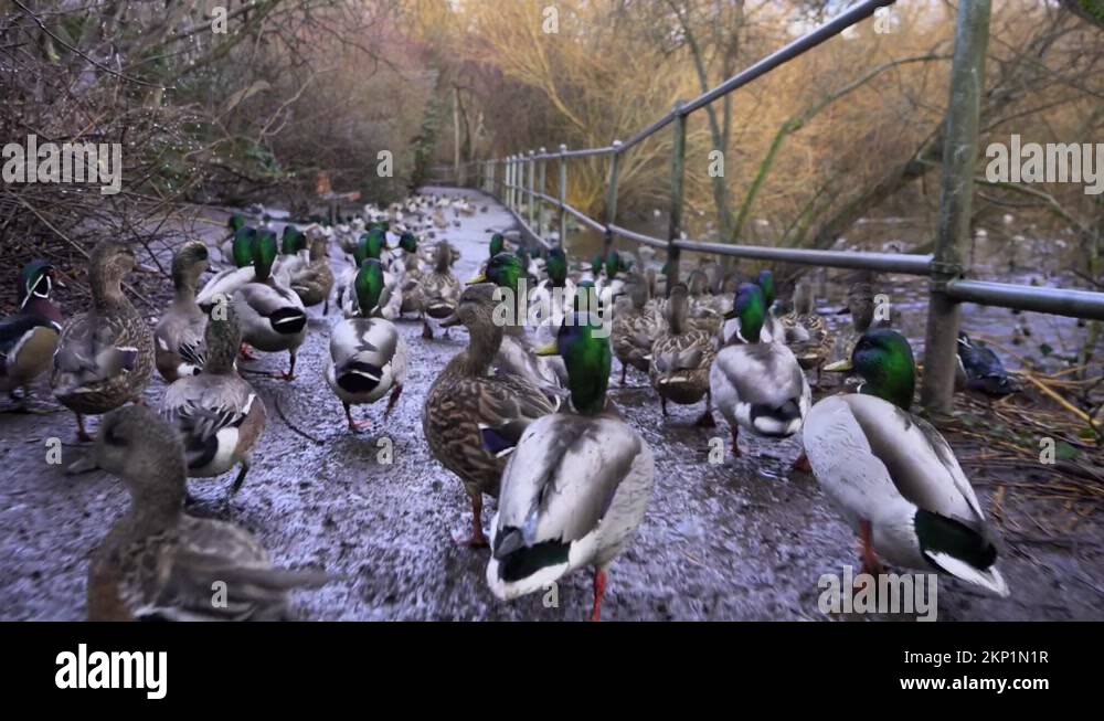 Flock of ducks paddling Stock Videos & Footage - HD and 4K Video Clips ...