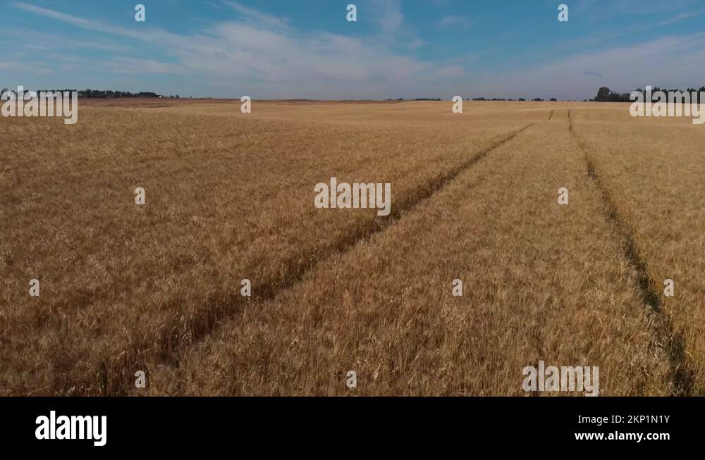 Aerial fly over of golden crop stubble at sunrise.Aerial tilt reveal of ...