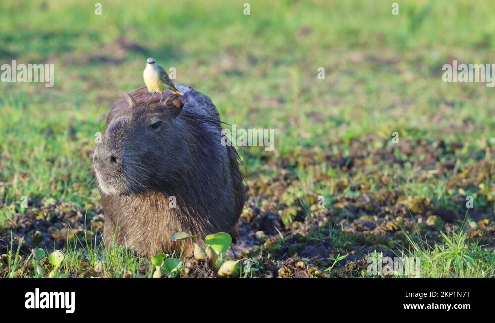 Symbiotic relationship between Capybara and Cattle tyrant bird ...