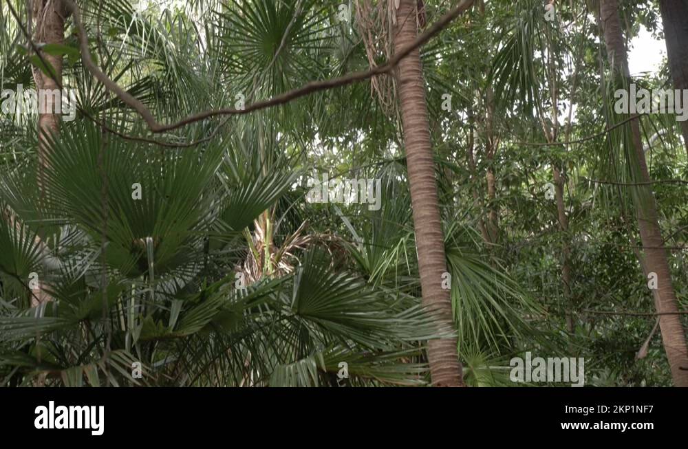 Fan palm trees Stock Videos & Footage - HD and 4K Video Clips - Alamy