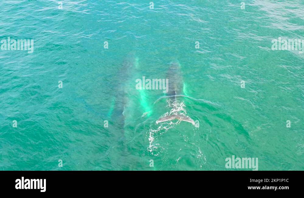 Humpback whale hump Stock Videos & Footage - HD and 4K Video Clips - Alamy