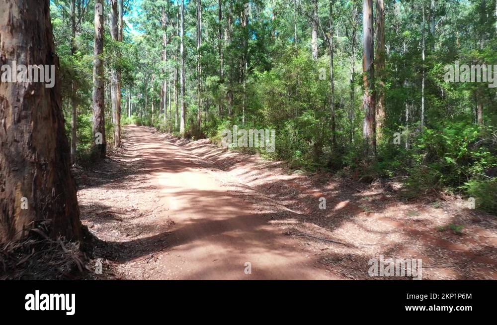Karri trees Stock Videos & Footage - HD and 4K Video Clips - Alamy