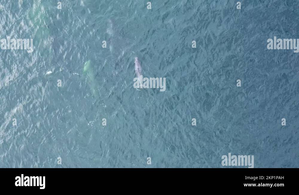 Whale family Stock Videos & Footage - HD and 4K Video Clips - Alamy