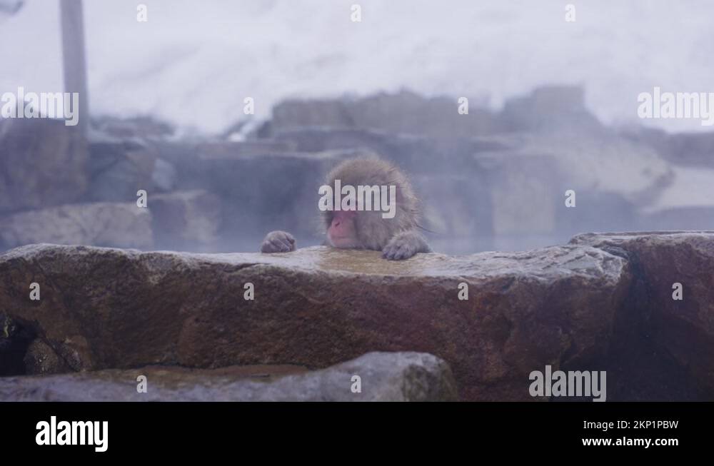 Japanese Macaque Bathing in Hot Springs at Jigokudani, Yamanouchi ...