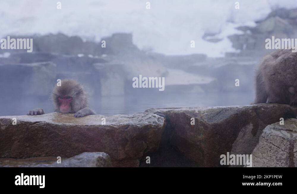 Snow Monkeys Bathing in Onsen Hot Springs, Nagano Japan Stock Video ...