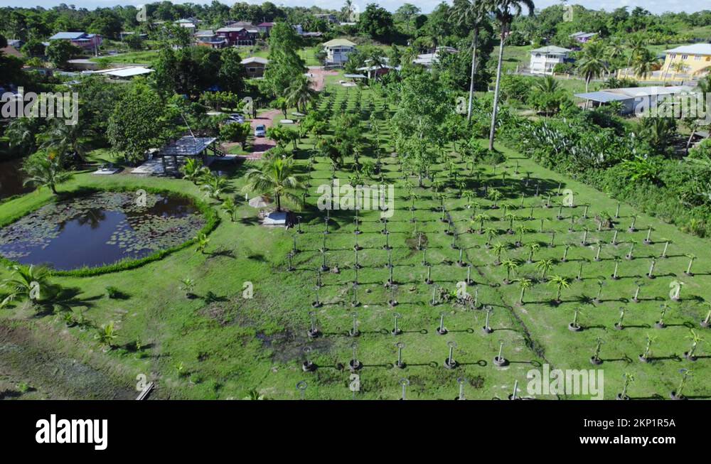 Caribbean fruit farm Stock Videos & Footage - HD and 4K Video Clips - Alamy