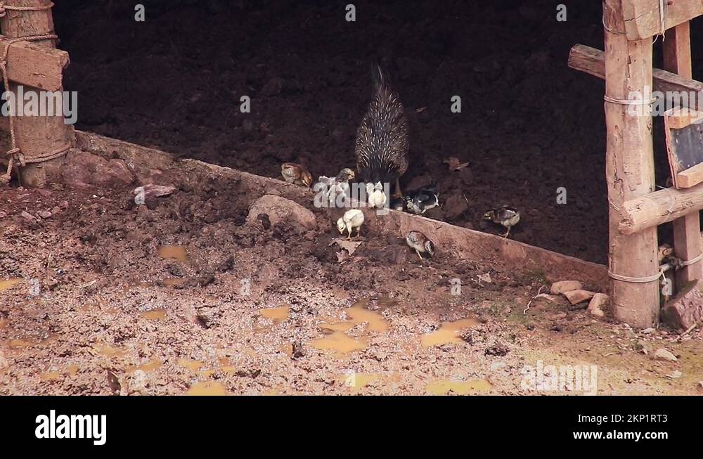 Chicken brood hen Stock Videos & Footage - HD and 4K Video Clips - Alamy