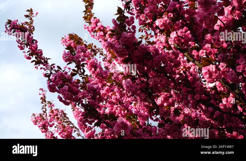 Pink flowering cherry trees Stock Videos & Footage - HD and 4K Video ...