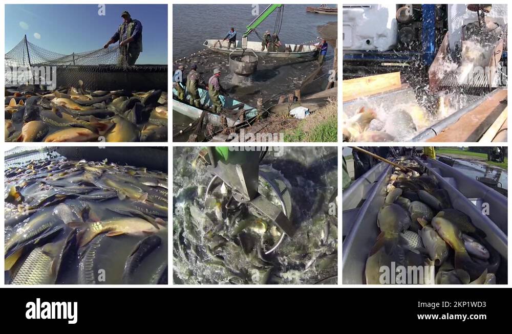 Sustainable Fish Farming And Harvesting - Aquaculture Stock Video ...