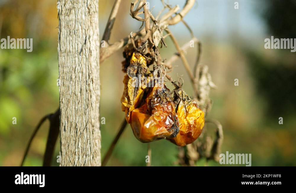 Rust fungi Stock Videos & Footage - HD and 4K Video Clips - Alamy