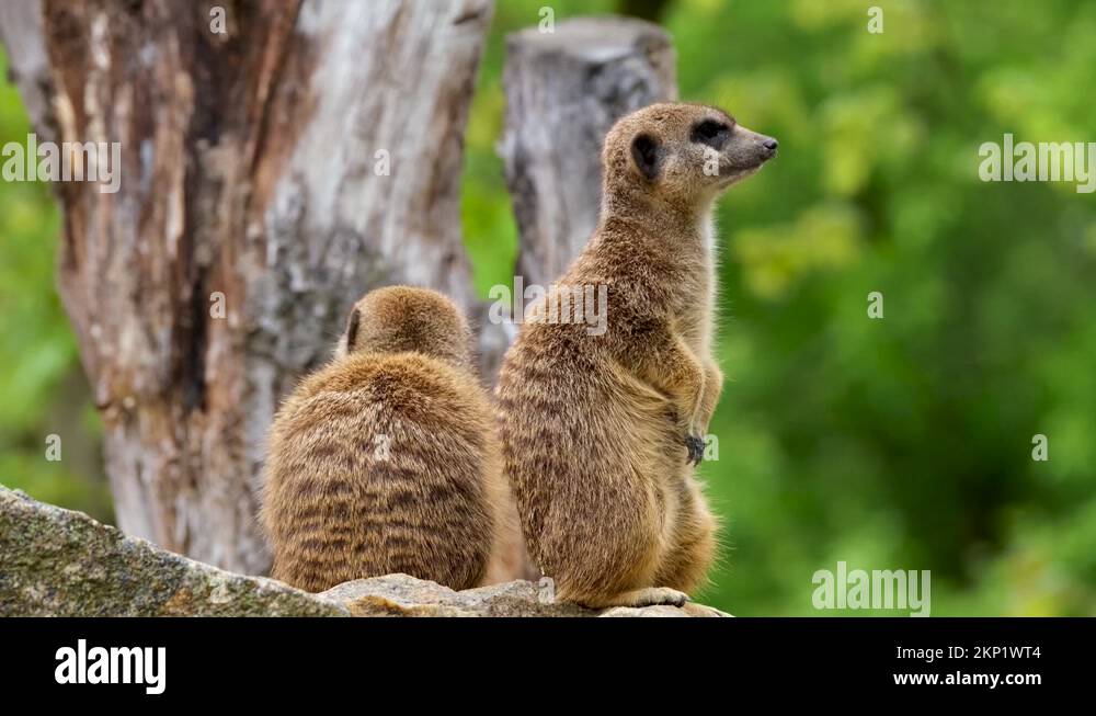 Animals standing up Stock Videos & Footage - HD and 4K Video Clips - Alamy