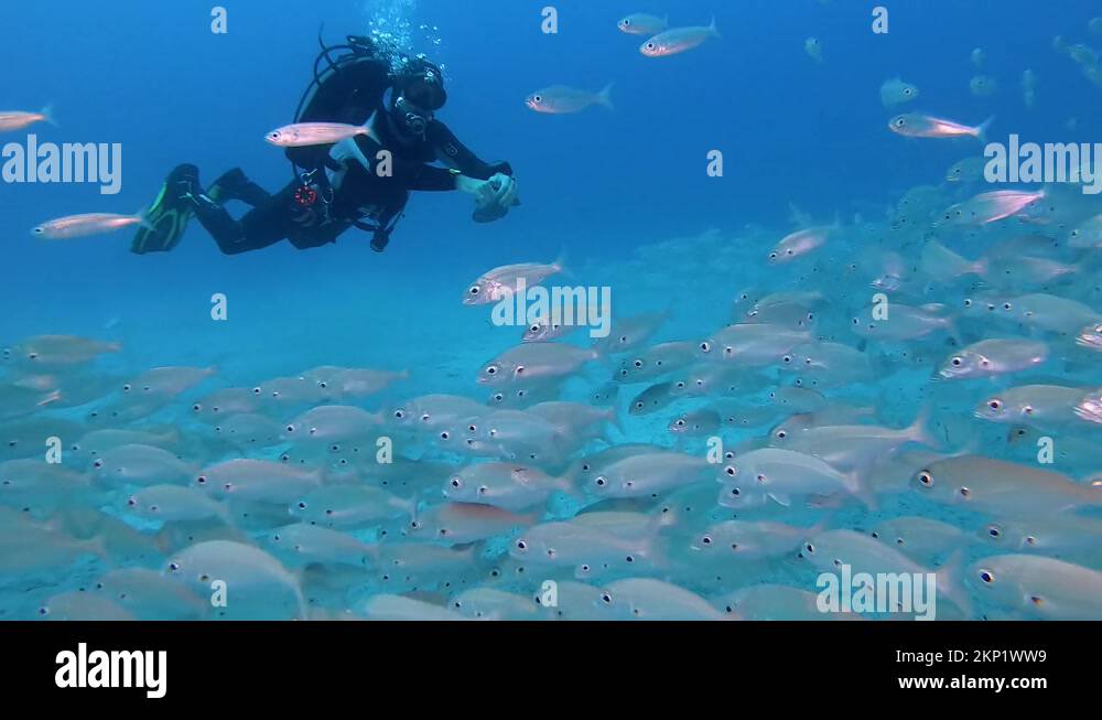 Scuba diver coral reef tropical fish Stock Videos & Footage - HD and 4K ...