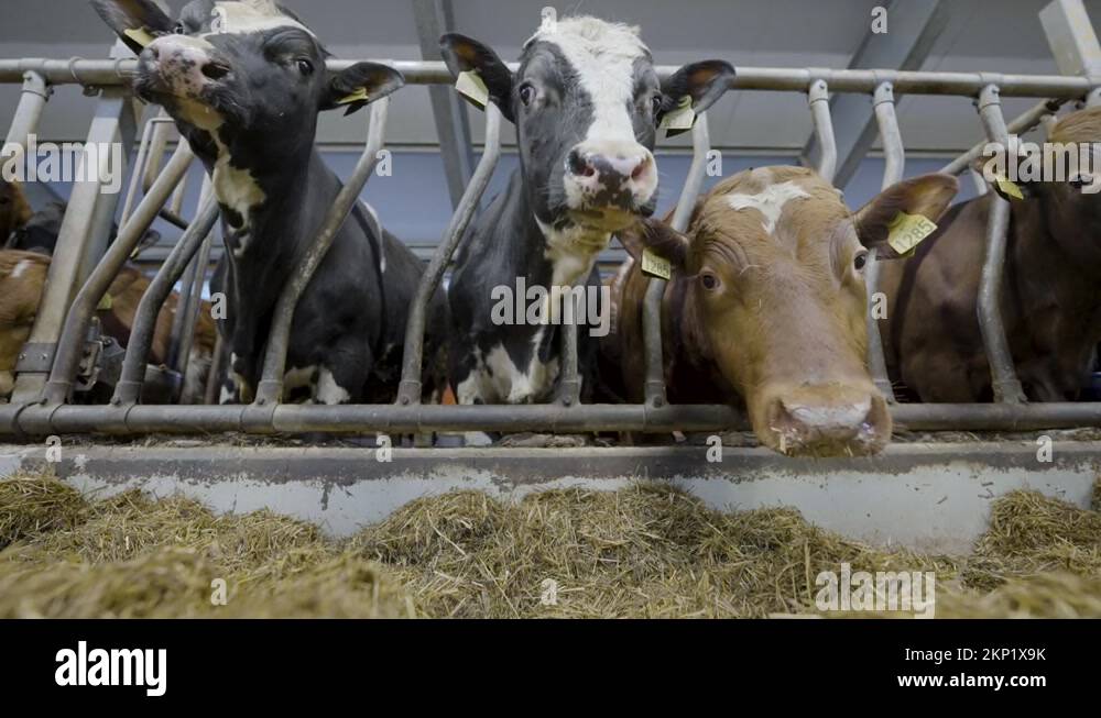 Holding pen cattle Stock Videos & Footage - HD and 4K Video Clips - Alamy