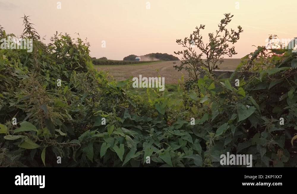 Looking through hedge Stock Videos & Footage - HD and 4K Video Clips ...